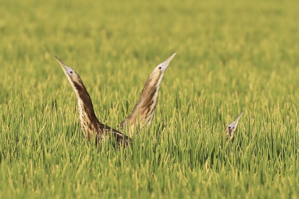 Sustainability – New South Wales Irrigators’ Council